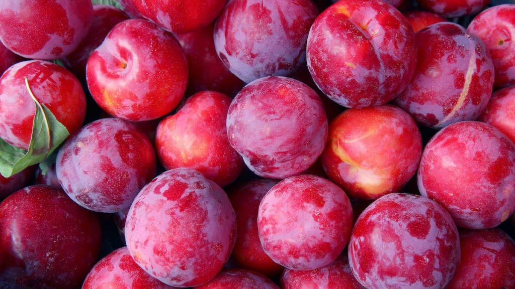 A Visual Feast: Rosy and Juicy Plum Varieties Found Around the World ...